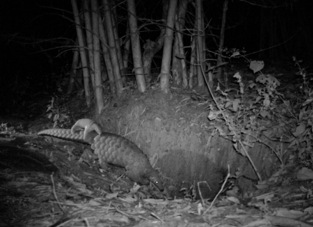 A Pangolin Success Story: Mother and Pup Thriving in the Wild ...