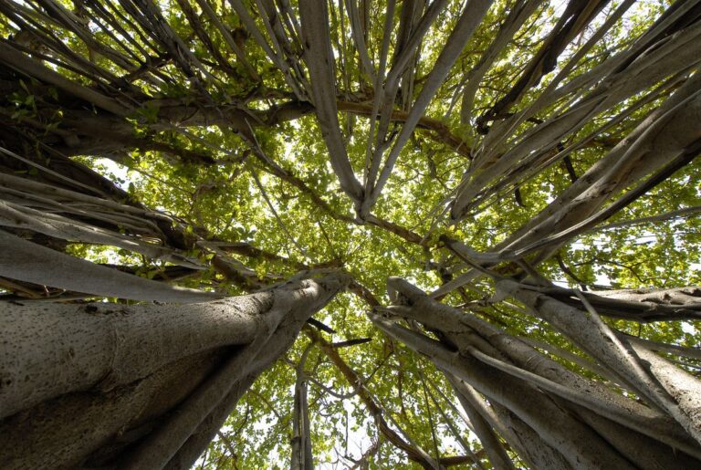 A Third of the World's Trees Face Extinction: A Wake-Up Call - Wildlife ...