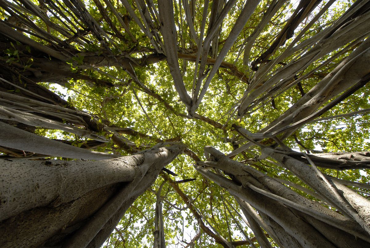 A Third of the World's Trees Face Extinction: A Wake-Up Call - Wildlife ...