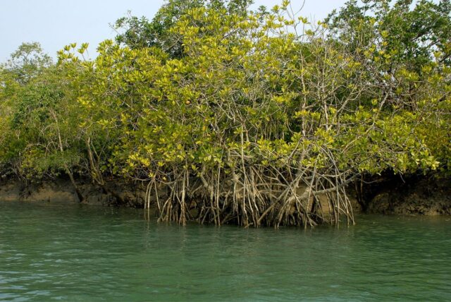 A Third of the World's Trees Face Extinction: A Wake-Up Call - Wildlife ...