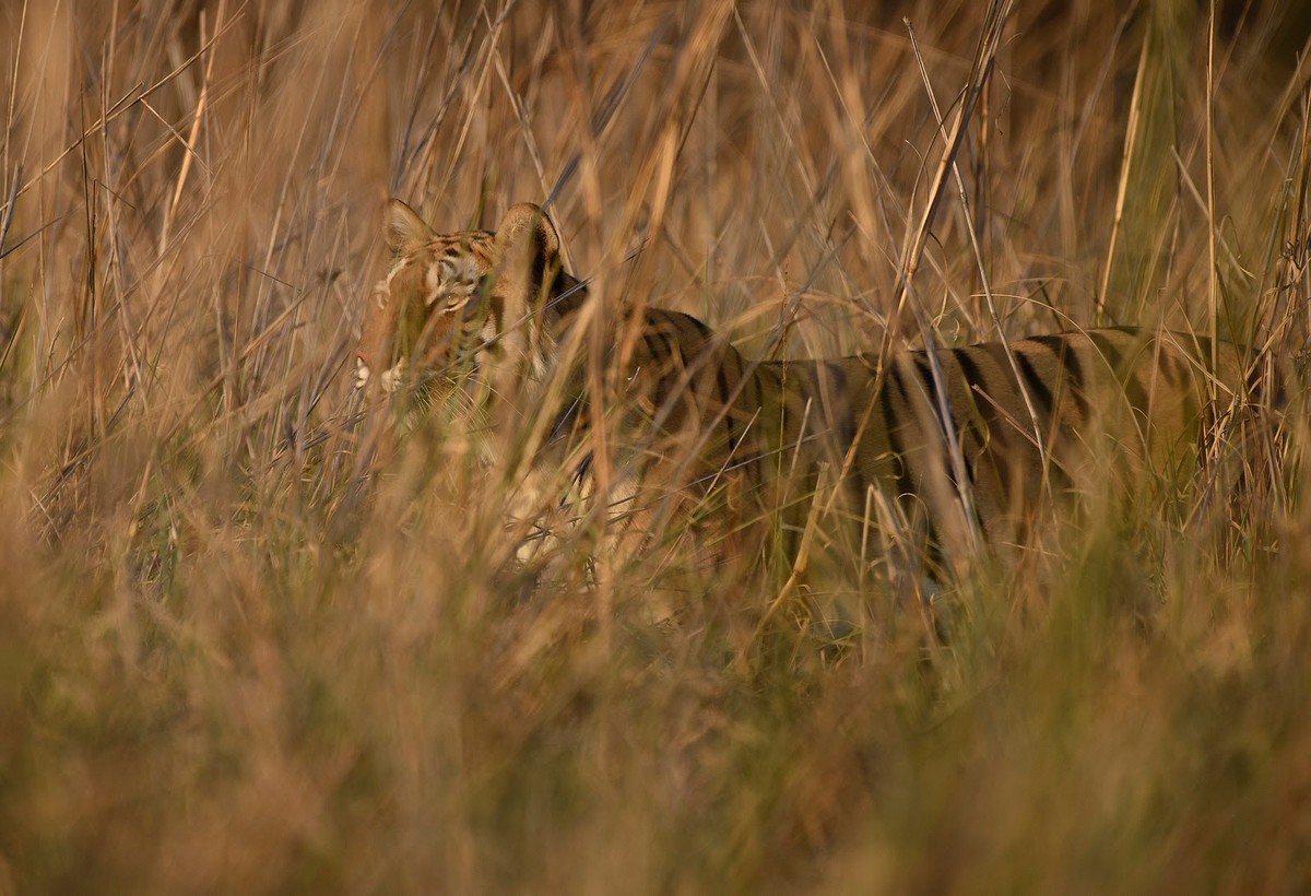 To take or not to take the ‘charismatic species’ approach in wildlife ...